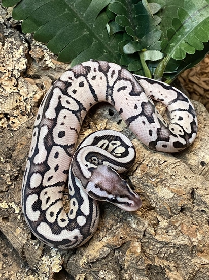 Super Pastel TSK Axanthic Ball Python (Female) by The Reptile Shop