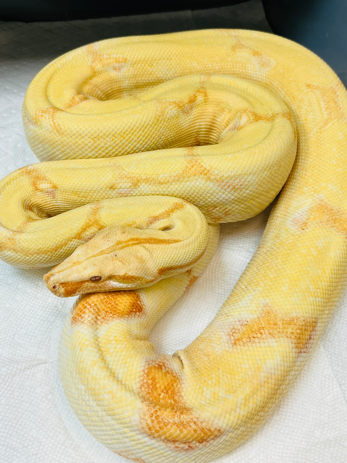 Albino Kahl Red Tail Boa (5 1/2 Foot) Boa Constrictor by The Reptile ...