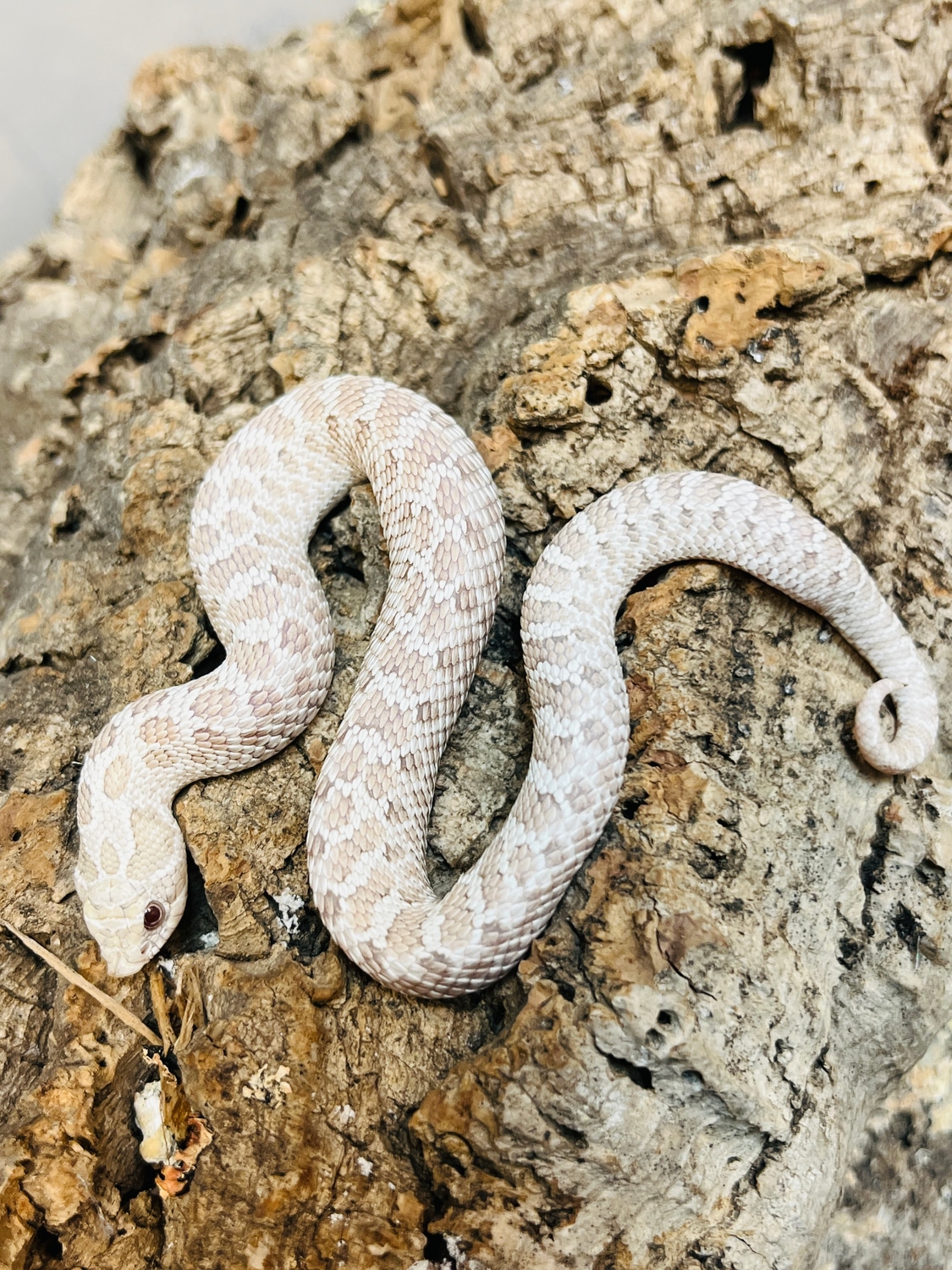 Ghost (European Born/Male) Western Hognose by The Reptile Shop ...