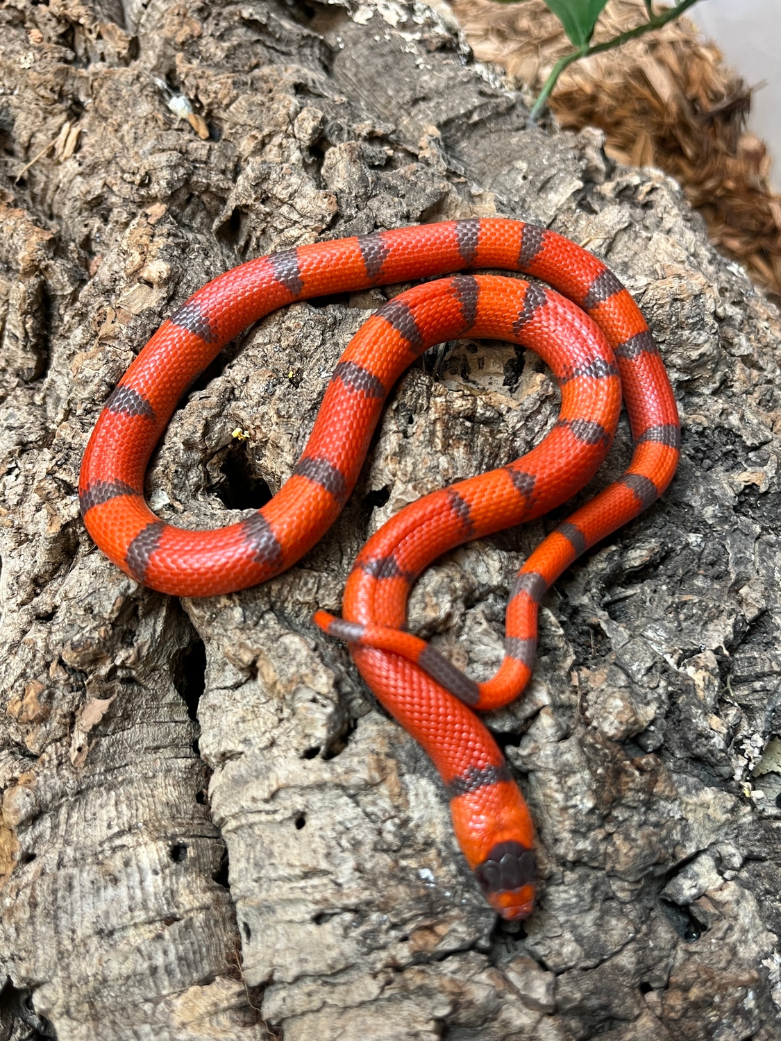 Falcon Extreme Hypo Het Anery Milk Honduran Milk Snake by The Reptile ...