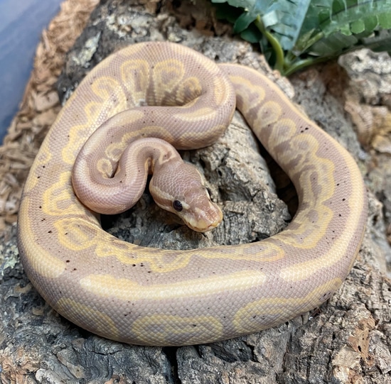 Banana Black Pastel Ball Python by The Reptile Shop