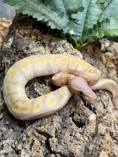 Pastel Banana Double Het G Stripe And Axanthic Ball Python by The ...
