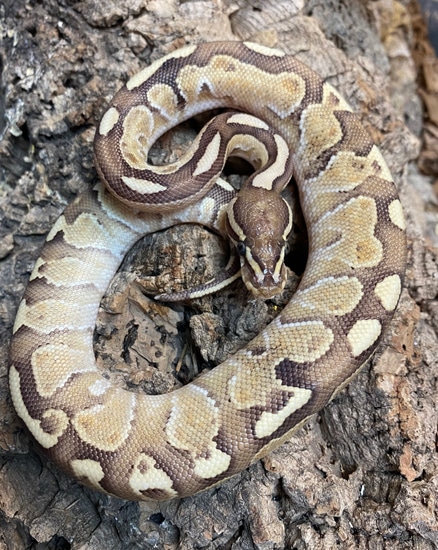 Nuclear Ball Python by The Reptile Shop