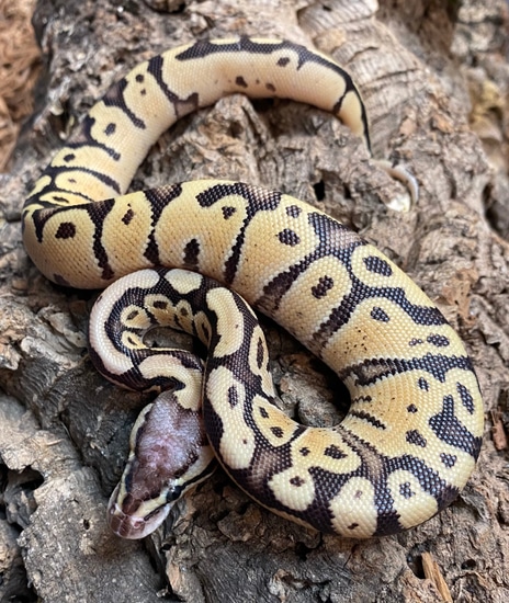 Firefly Ball Python by The Reptile Shop