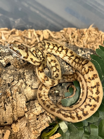 Carmel Jaguar Python Other Carpet Python by The Reptile Shop