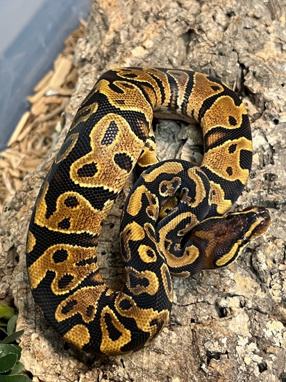 Yellow Belly Chocolate Poss Het Albino Ball Python by The Reptile Shop