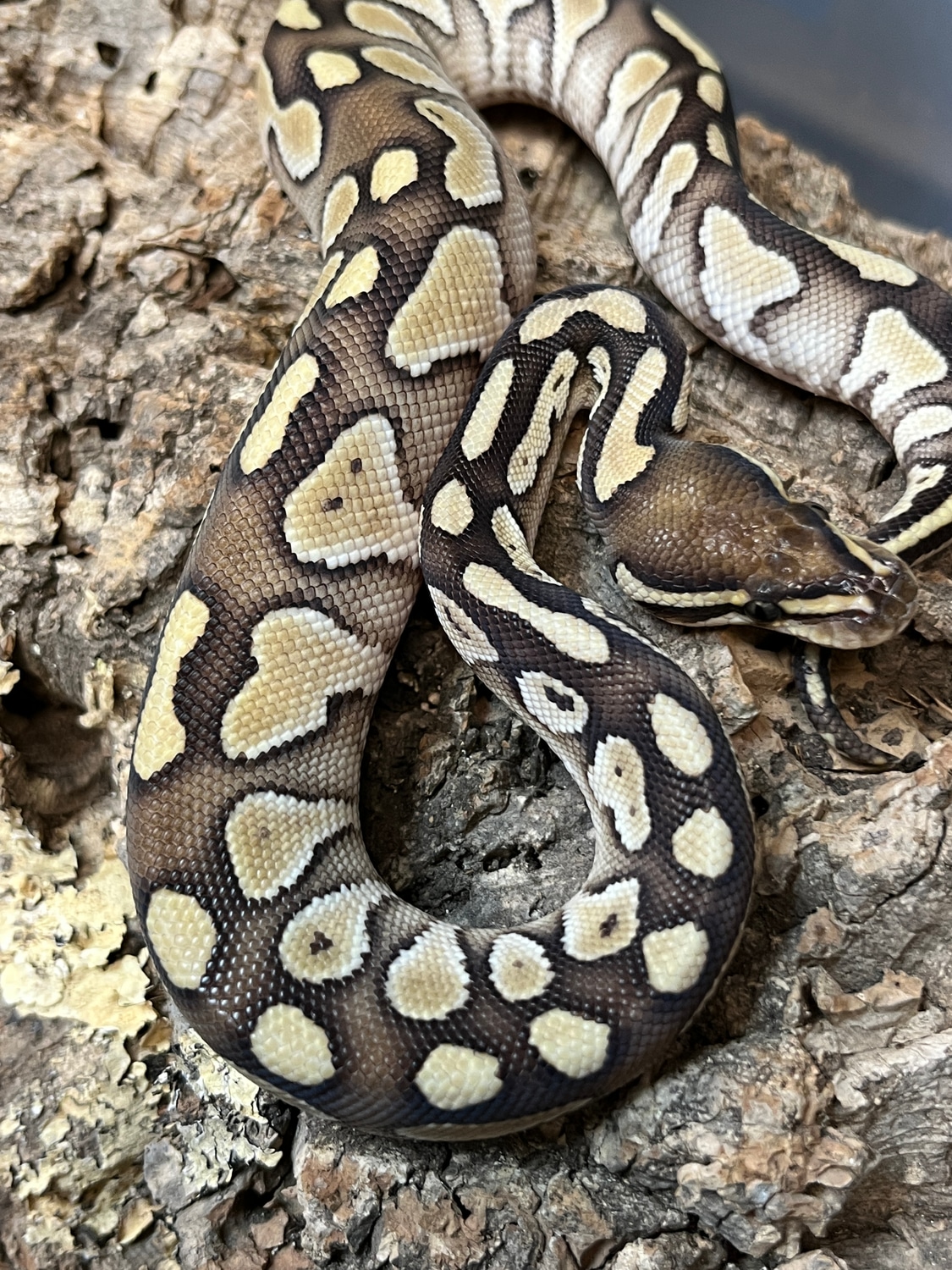 Lesser Het Cryptic Ball Python by The Reptile Shop - MorphMarket