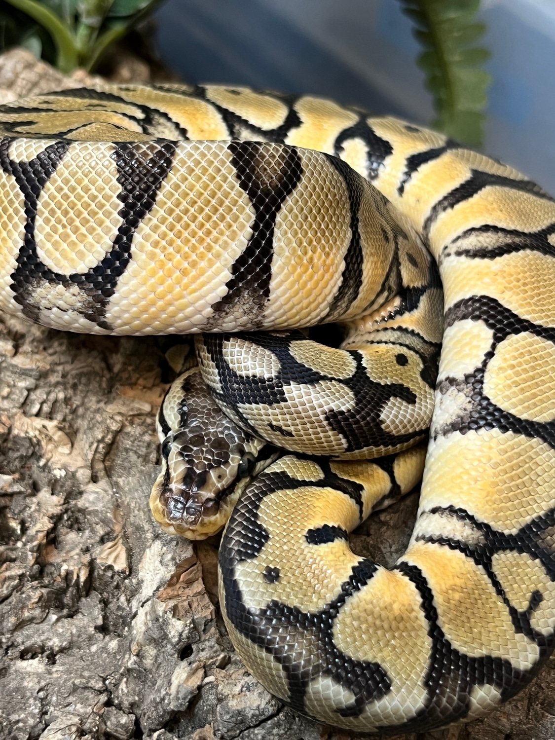Super Pastel Het Puzzle Ball Python by The Reptile Shop - MorphMarket