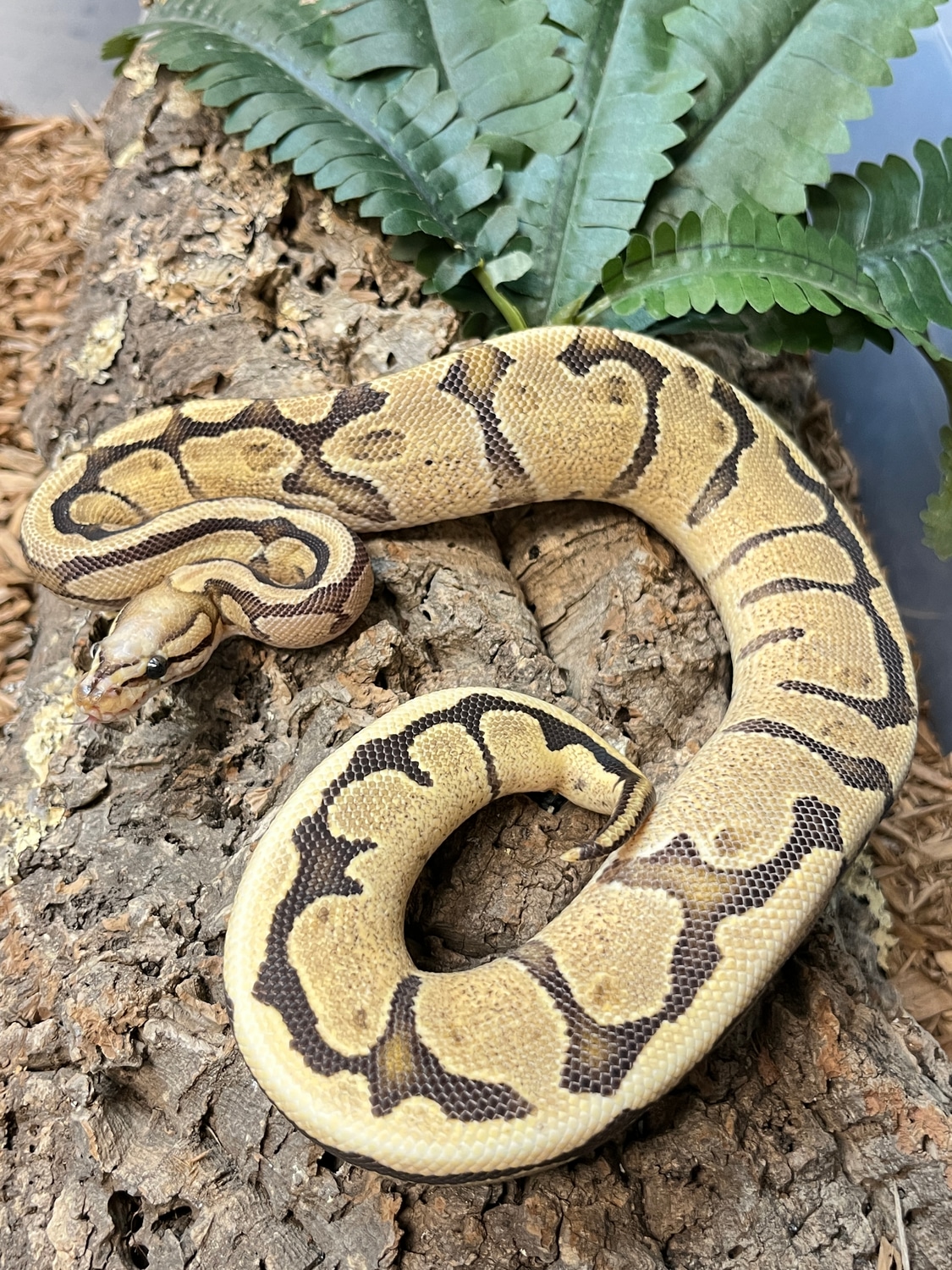 Super Vanilla Pos Het Puzzle Ball Python by The Reptile Shop - MorphMarket