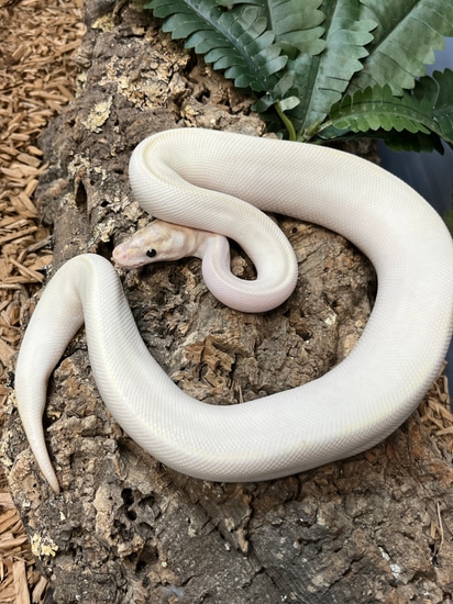 Ivory OD Enchi Pos Het Clown Ball Python by The Reptile Shop