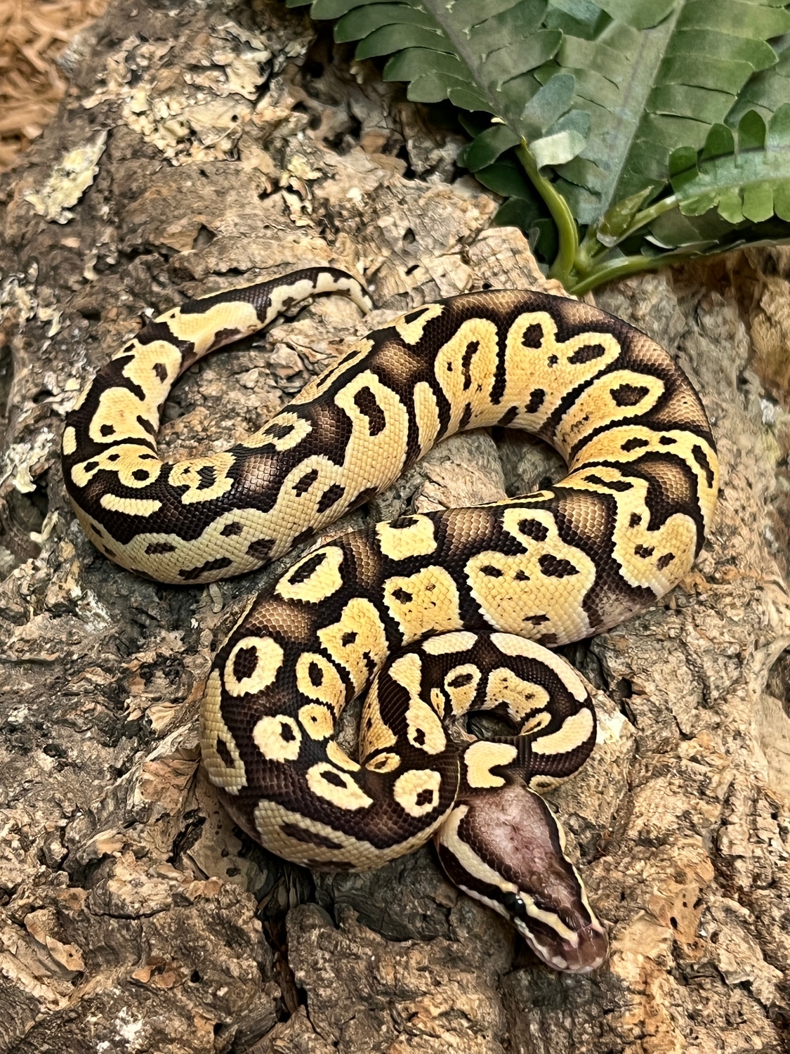 Firefly Ball Python by The Reptile Shop - MorphMarket
