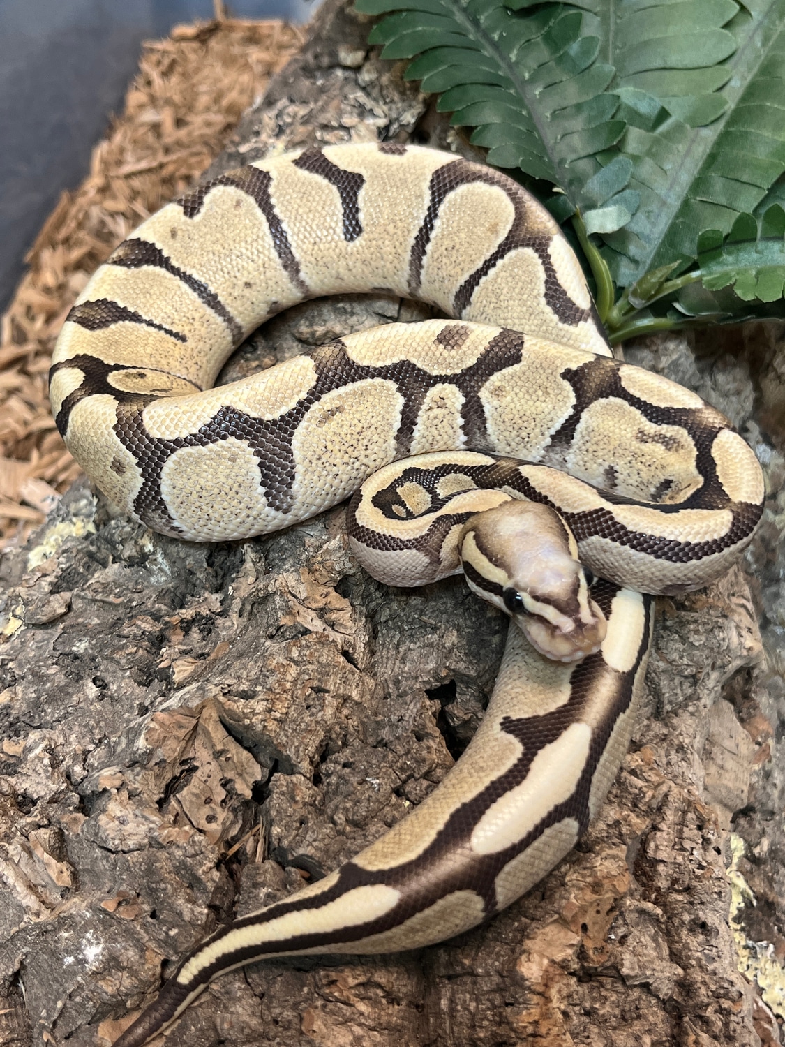 Super Vanilla Pos Het Puzzle Ball Python by The Reptile Shop - MorphMarket
