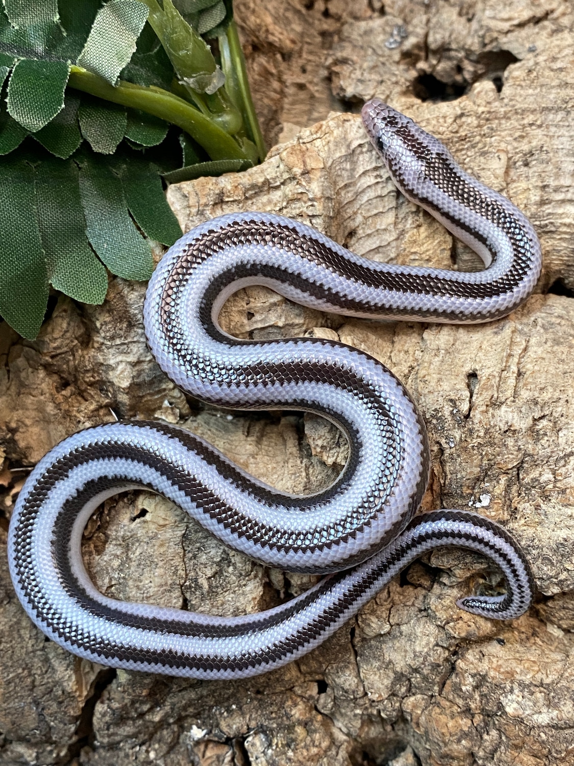 Anery Magdalena Rosy Boa by The Reptile Shop - MorphMarket