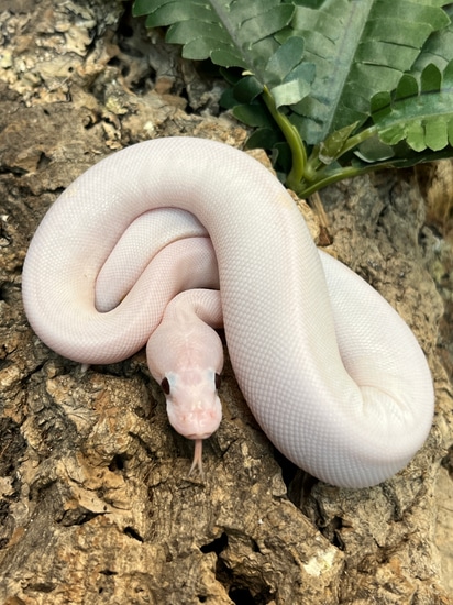 Banana Super Fire Ball Python by The Reptile Shop