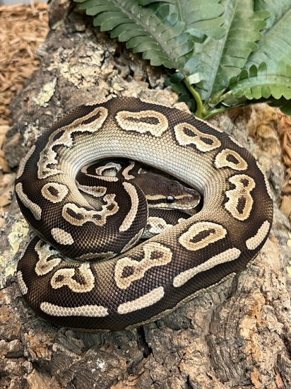 Cinny Mojo Poss Yellow Belly Ball Python by The Reptile Shop