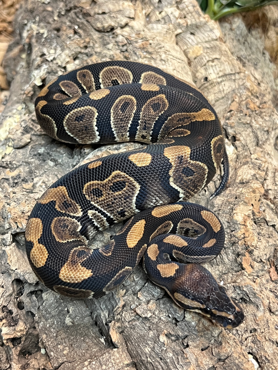 Chocolate Ball Python by The Reptile Shop - MorphMarket