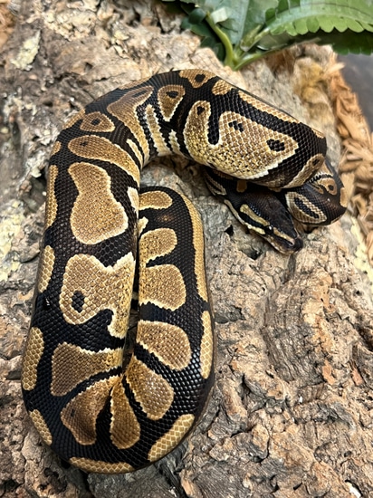 Normal Ball Python by The Reptile Shop