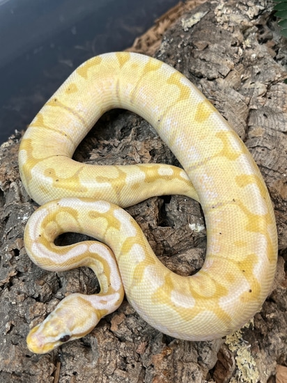 Banana Pastel Enchi Poss OD Ball Python by The Reptile Shop