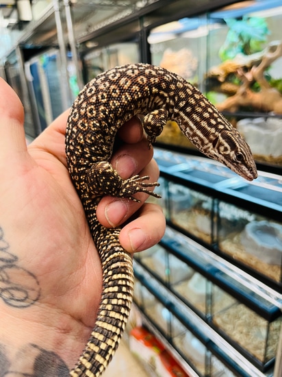 Red Ackie Monitors(Almost Adult Males) Other Monitor by The Reptile Shop