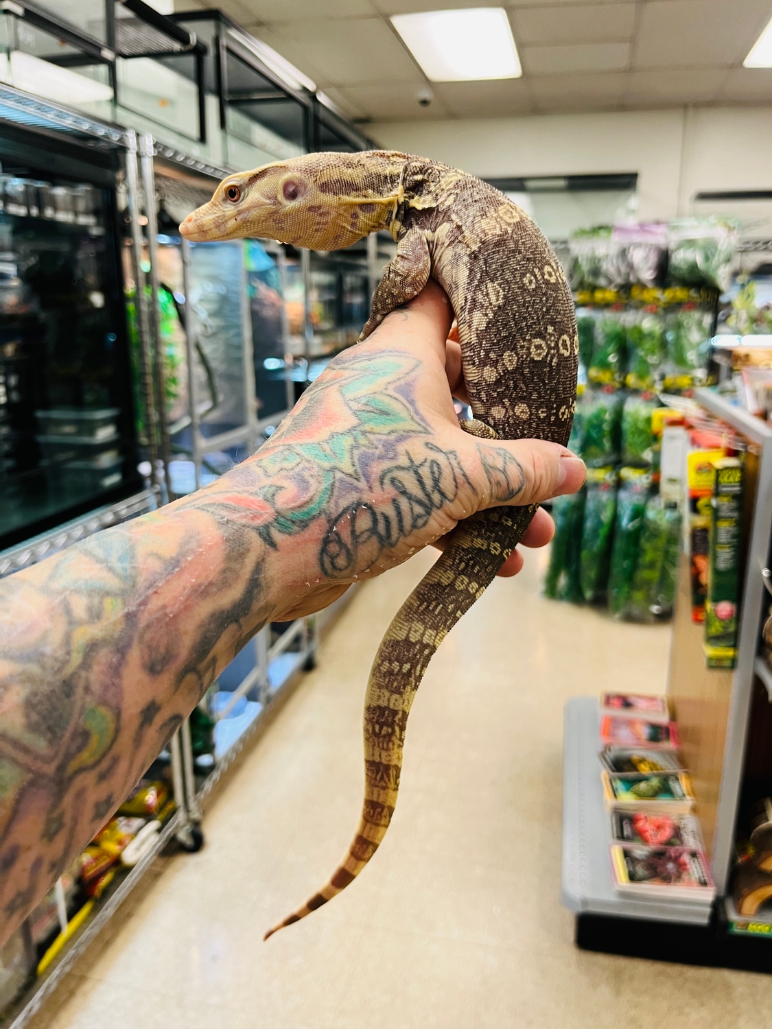 T+ Albino (Socialized) Water Monitor by The Reptile Shop - MorphMarket