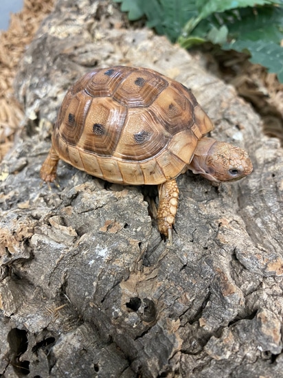 Golden Greek Tortoises 2.5 Inch by The Reptile Shop