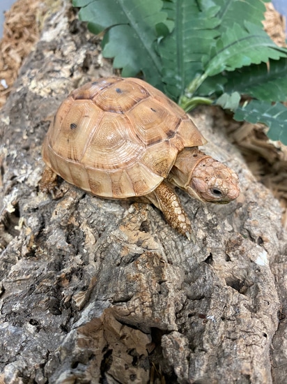 Golden Greek Tortoises 3 Inch by The Reptile Shop