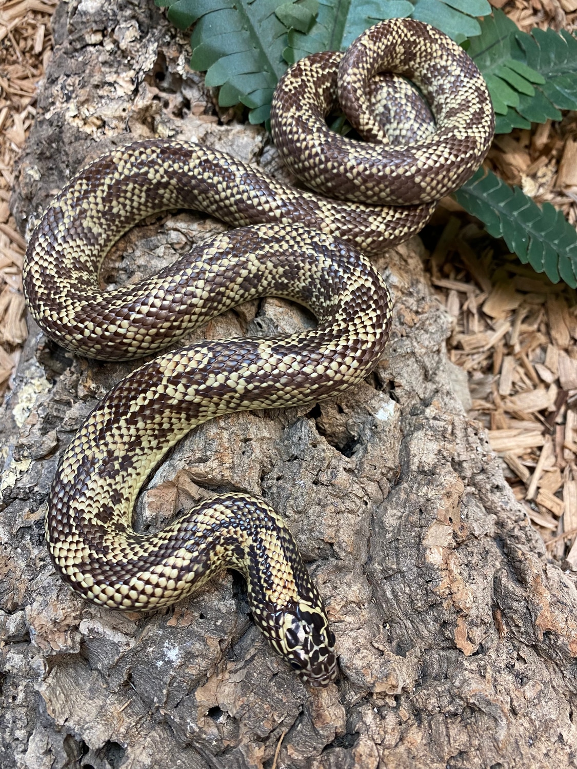 Mosaic Kingsnake Possible Het Albino Florida Kingsnake by The Reptile ...