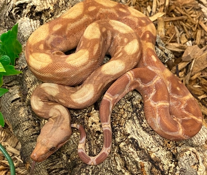 The Reptile Shop - MorphMarket