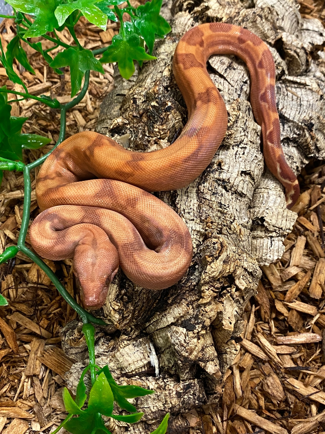 VPI Sunglow Blood Boa Constrictor by The Reptile Shop - MorphMarket
