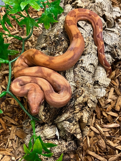 VPI Sunglow Blood Boa Constrictor by The Reptile Shop