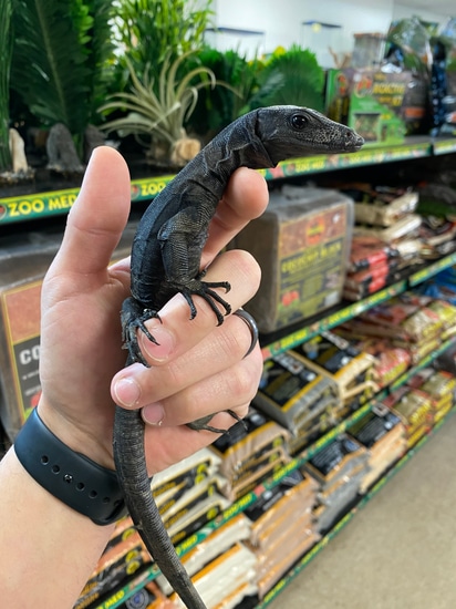 Black Dragon Asian Water Monitor by The Reptile Shop