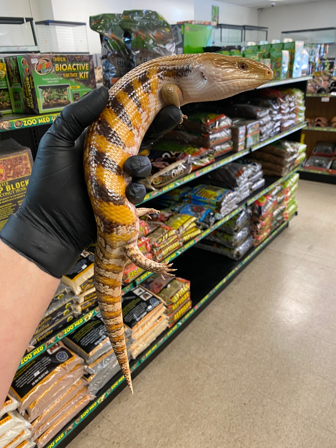High Yellow Northern Blue-Tongued Skink by The Reptile Shop - MorphMarket