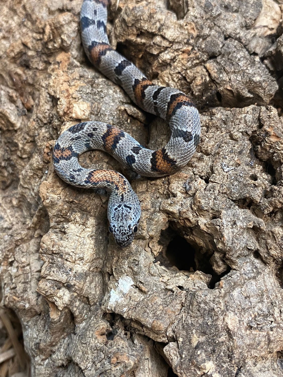 Observatory Rd Gray-Banded Kingsnake by The Reptile Shop - MorphMarket