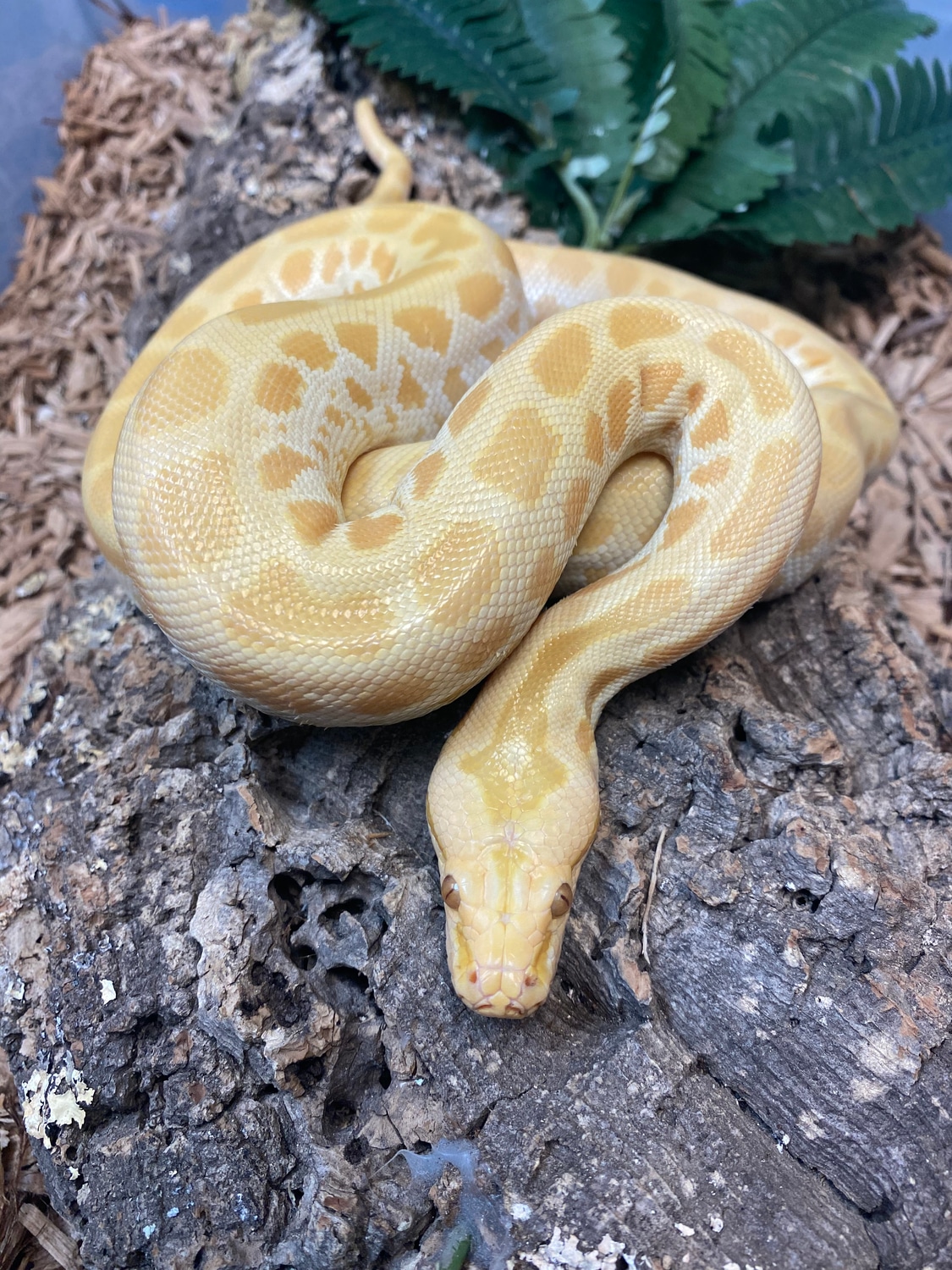Pearl 50% Het Granite Burmese Python by The Reptile Shop - MorphMarket