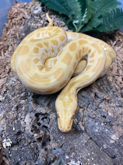 Pearl Burmese Python 50% Het Granite by The Reptile Shop