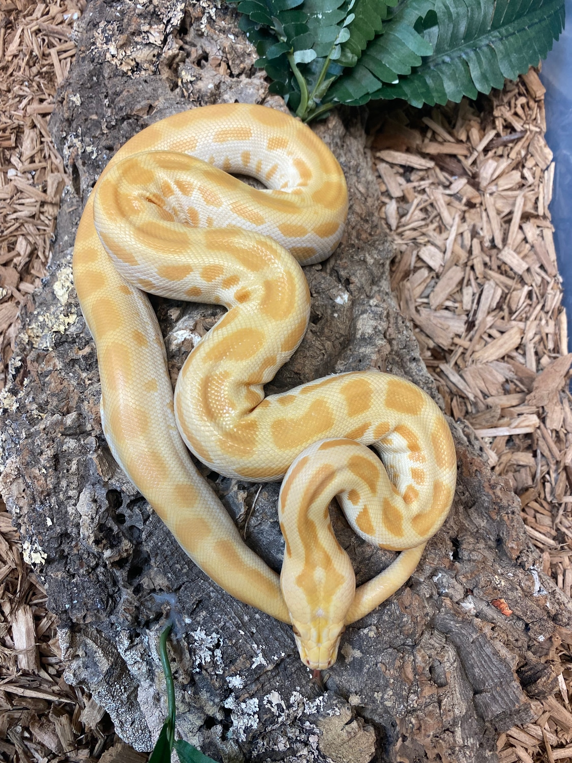 Pearl 50% Het Granite Burmese Python by The Reptile Shop - MorphMarket