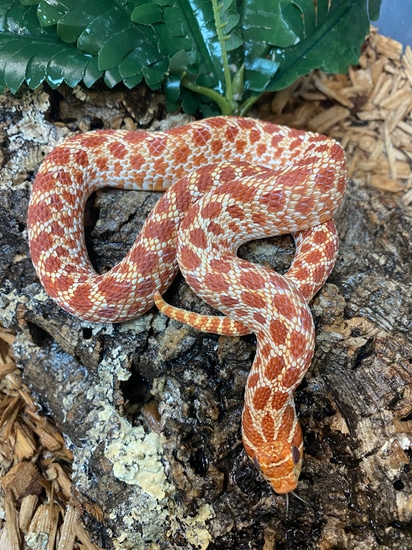 Extreme Red Albino Hognose Western Hognose by The Reptile Shop