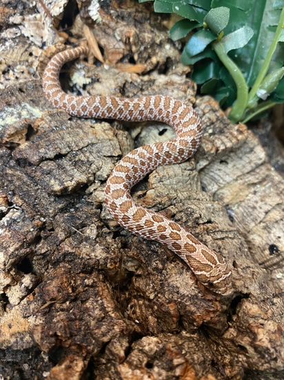 Normal Hognose 50% Poss Het Snow Western Hognose by The Reptile Shop