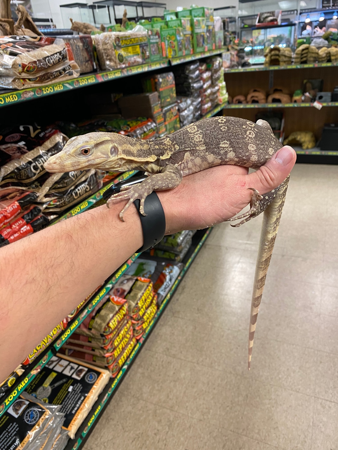 T+ Albino ! Water Monitor by The Reptile Shop - MorphMarket