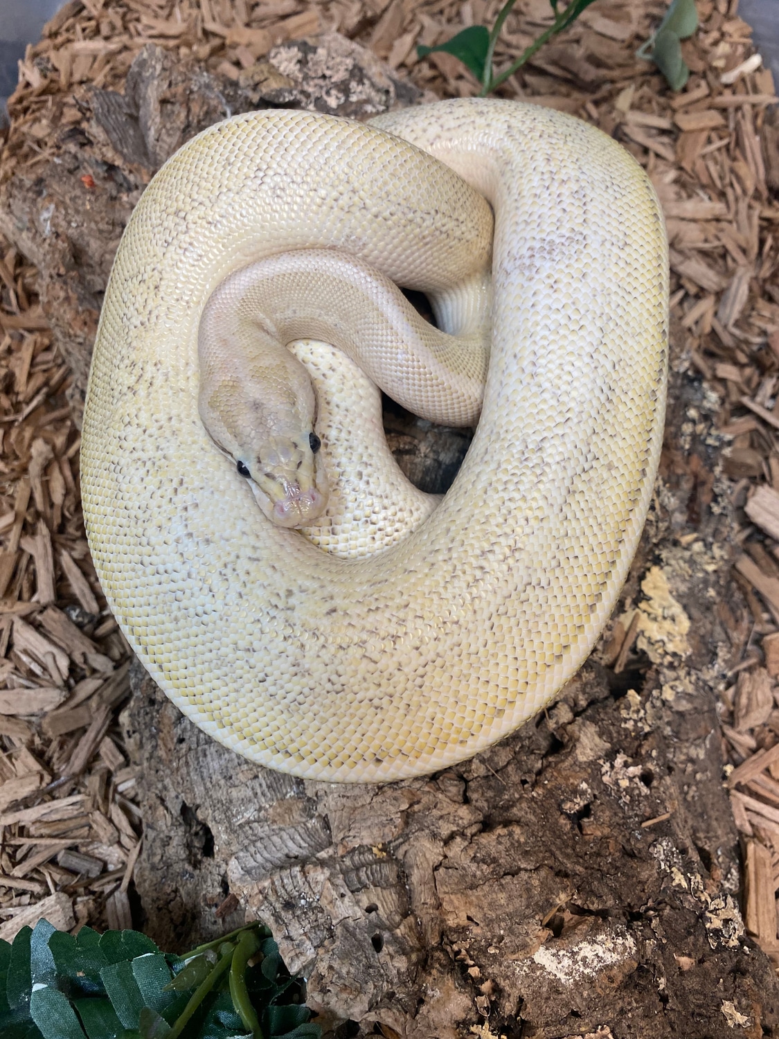 Puma Ball Python by The Reptile Shop - MorphMarket
