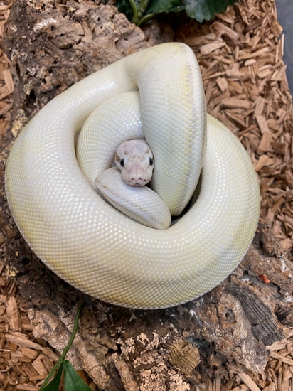 Pastel Puma Ball Python by The Reptile Shop