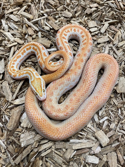 Albino House Snake by The Reptile Shop