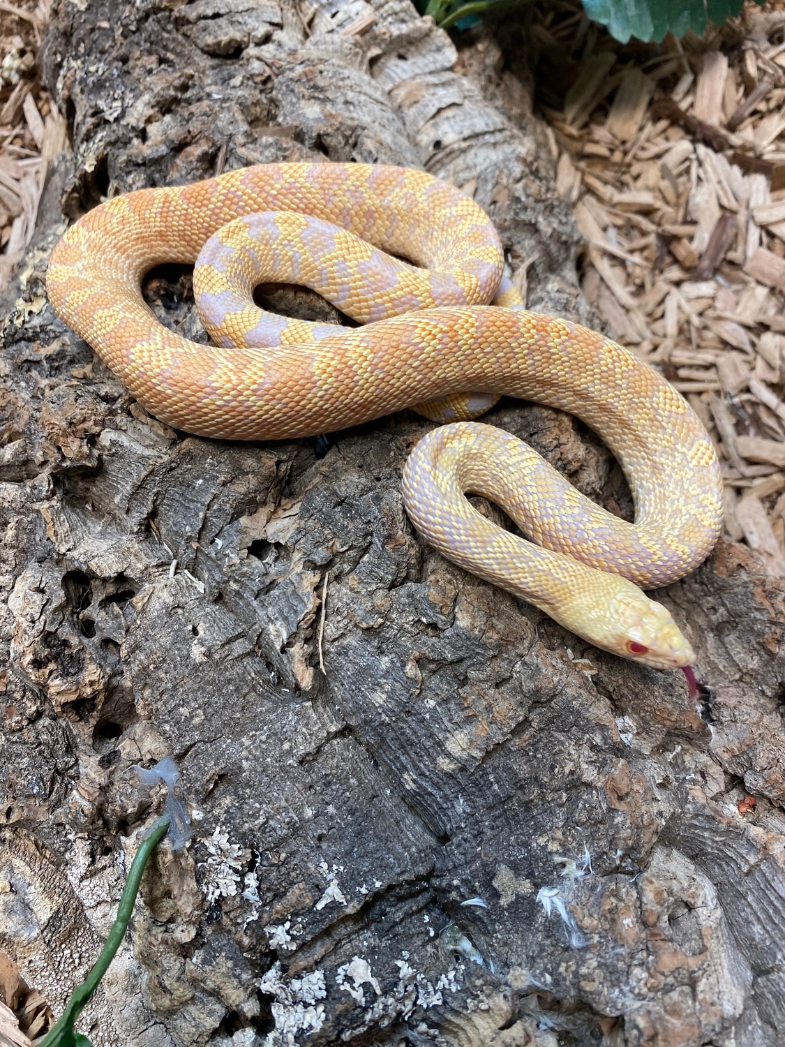 Albino 100% Double Het Axanthic/Whiteside Bullsnake by The Reptile Shop ...