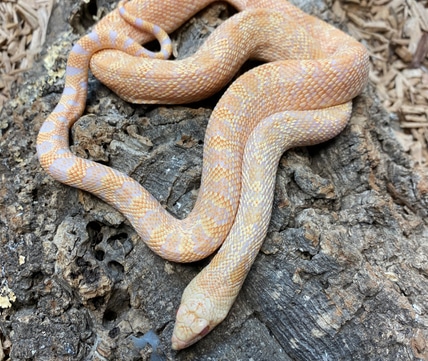 Albino 100% Double Het Axanthic/Whiteside Bullsnake by The Reptile Shop ...