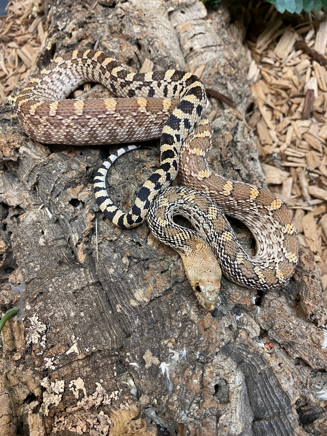 Hypo 100% Double Het Axanthic/Patternless Poss Het Whiteside Bullsnake ...