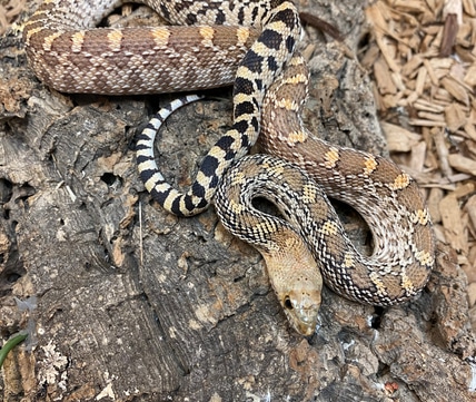 Albino Whitesided 66% Het Hypo, Patternless, Axanthic Bullsnake by 7vns ...