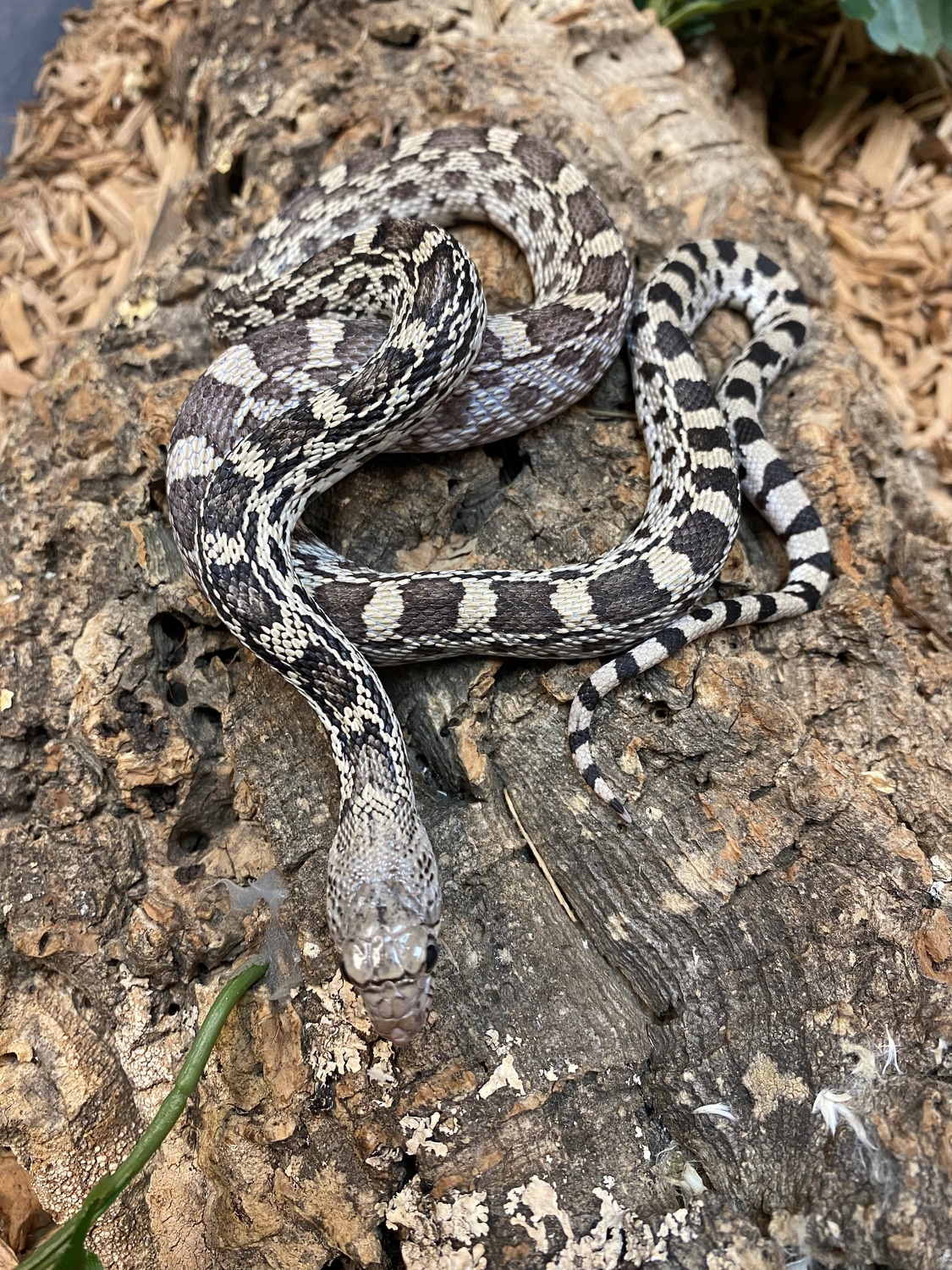 Axanthic 100% Double Het Patternless/Whiteside 66% Het Hypo Bullsnake ...