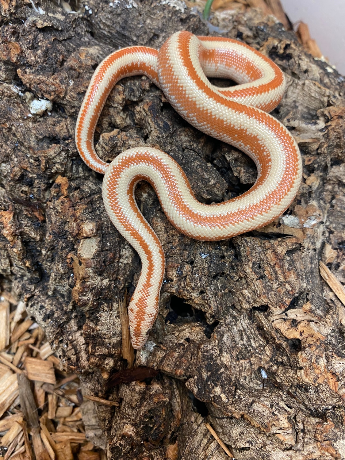 Albino Harquahala Rosy Boa Ball Python by The Reptile Shop - MorphMarket