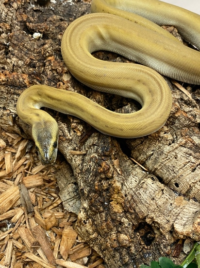 Patternless Stripe African Rock Python by The Reptile Shop
