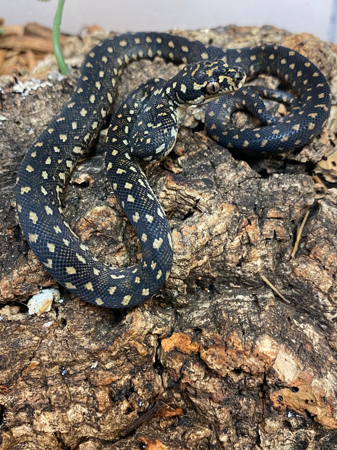 Pure Diamond Carpet Python by The Reptile Shop - MorphMarket